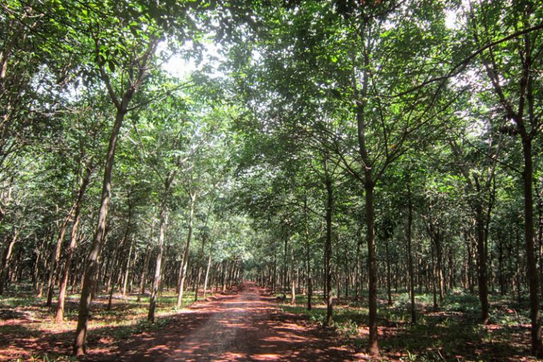 Rubber Smuggling Threatens Industry’s Recovery - The Cambodia Daily