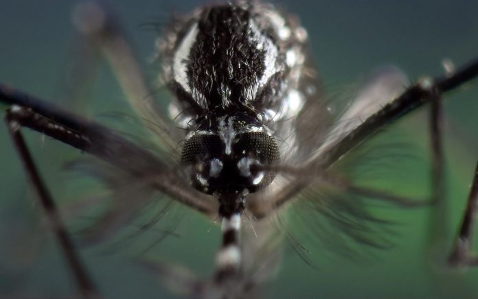 New super-resistant mosquito poses ‘unprecedented’ threat to curb ...